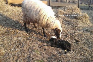 Priprema ovaca za jagnjenje | Agrosavjet